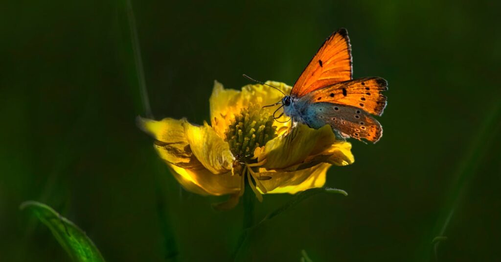 Exploring Top Butterfly and Insect Watching Spots [Must-See] - Columbus ...